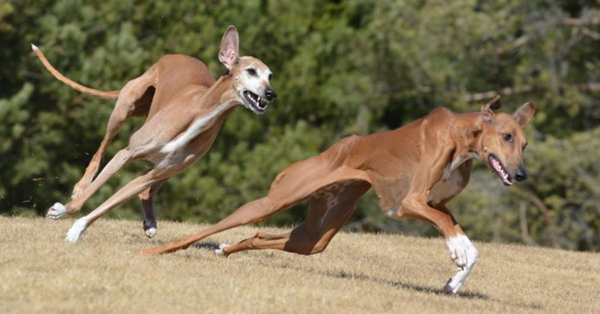 15 Things That Separate The Azawakh From The Pack