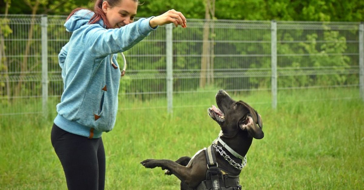 15 Effective Dog Training Habits For Building A Stronger Bond