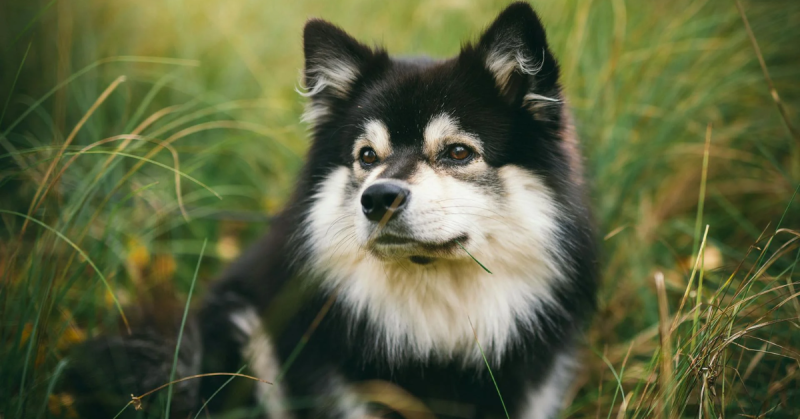 10 Things You Didn't Know About The Aspin Dog Breed