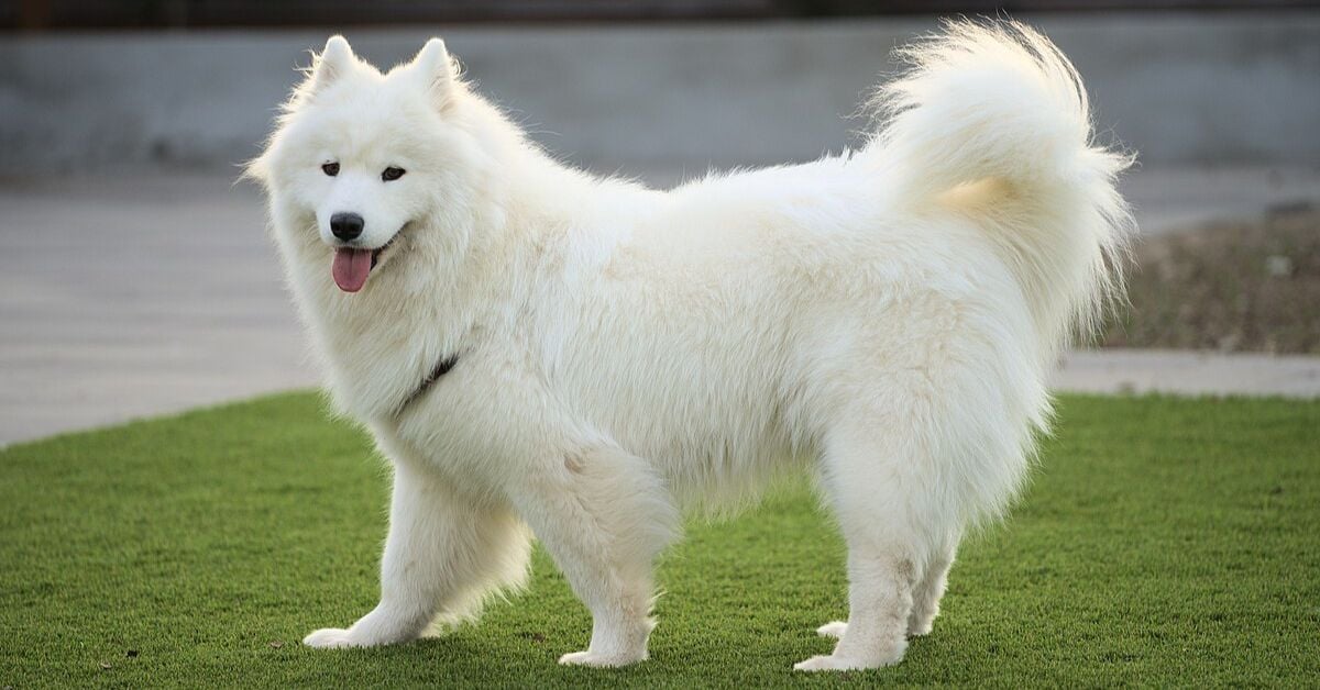 15 Qualities That Make The Samoyed A Standout Breed