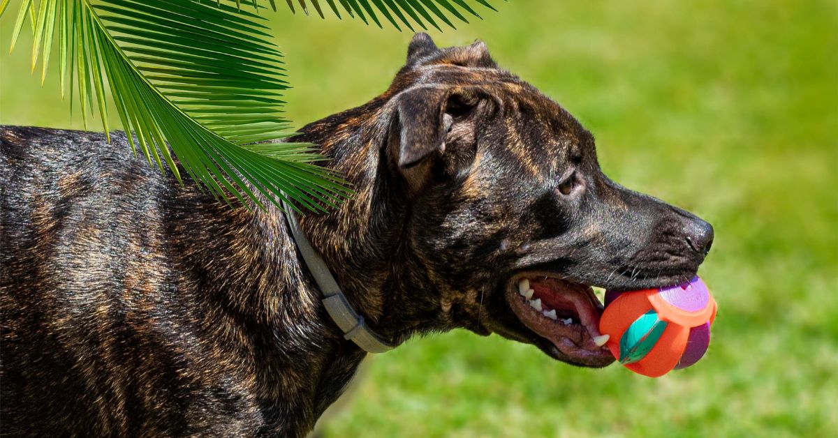 15 Things You Didn’t Know Were Dangerous For Dogs At Home