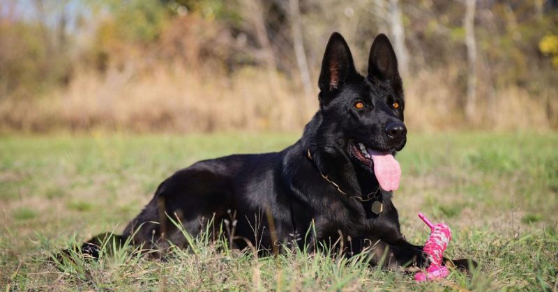 10 Things You Didn't Know about The Corman Shepherd