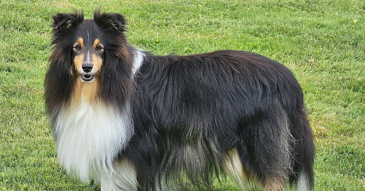15 Traits That Make The Shetland Sheepdog A Standout Companion