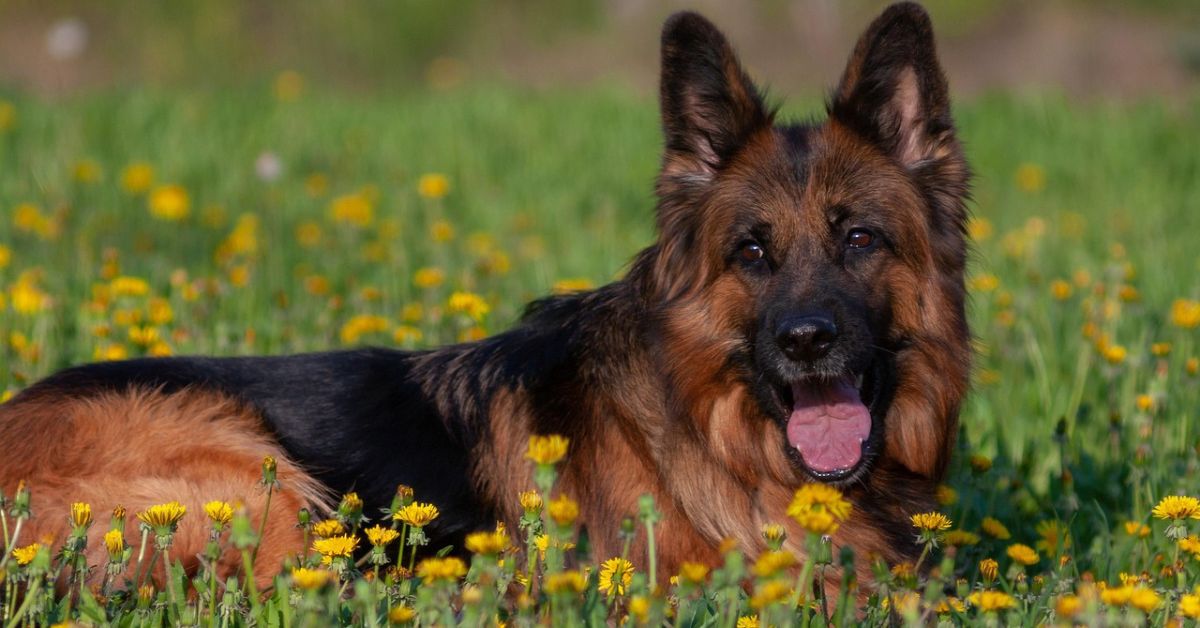 The 15 Most Fascinating German Shepherd Variants