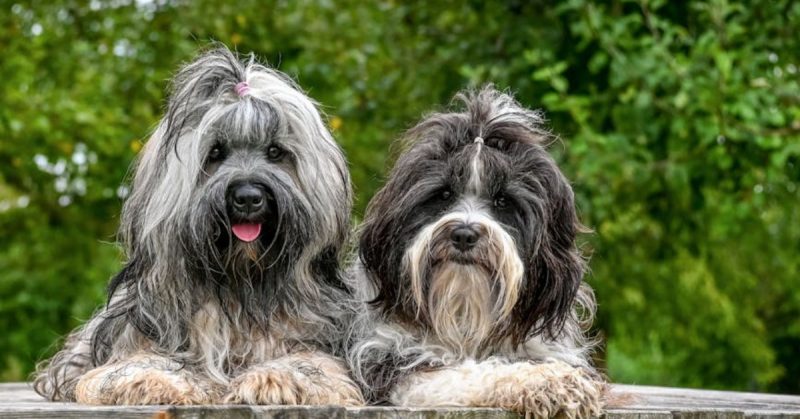 10 Things You Didn't Know About The Aspin Dog Breed