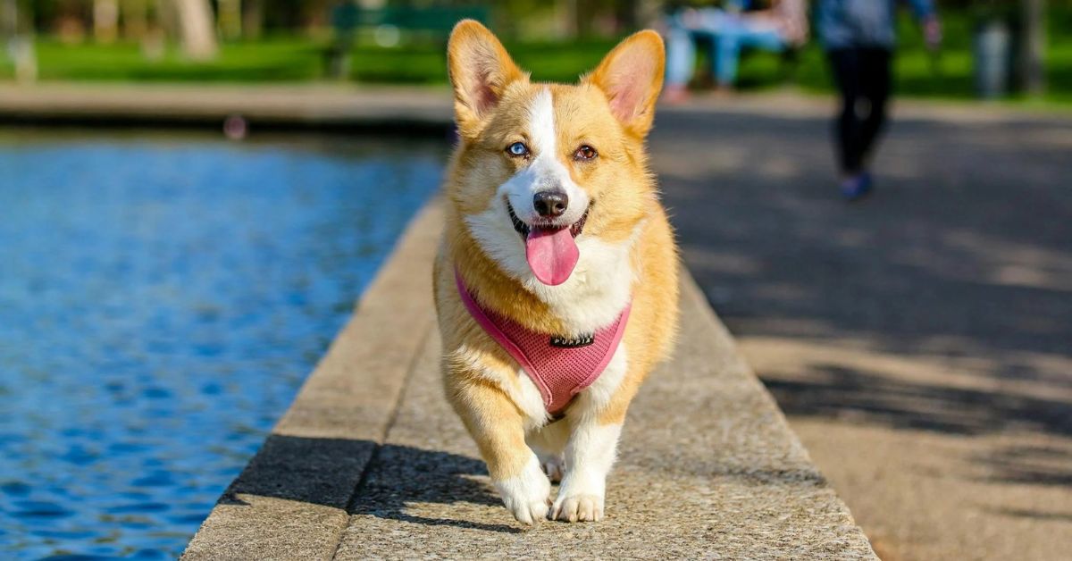 15 Gestures That Show How Your Dog Feels