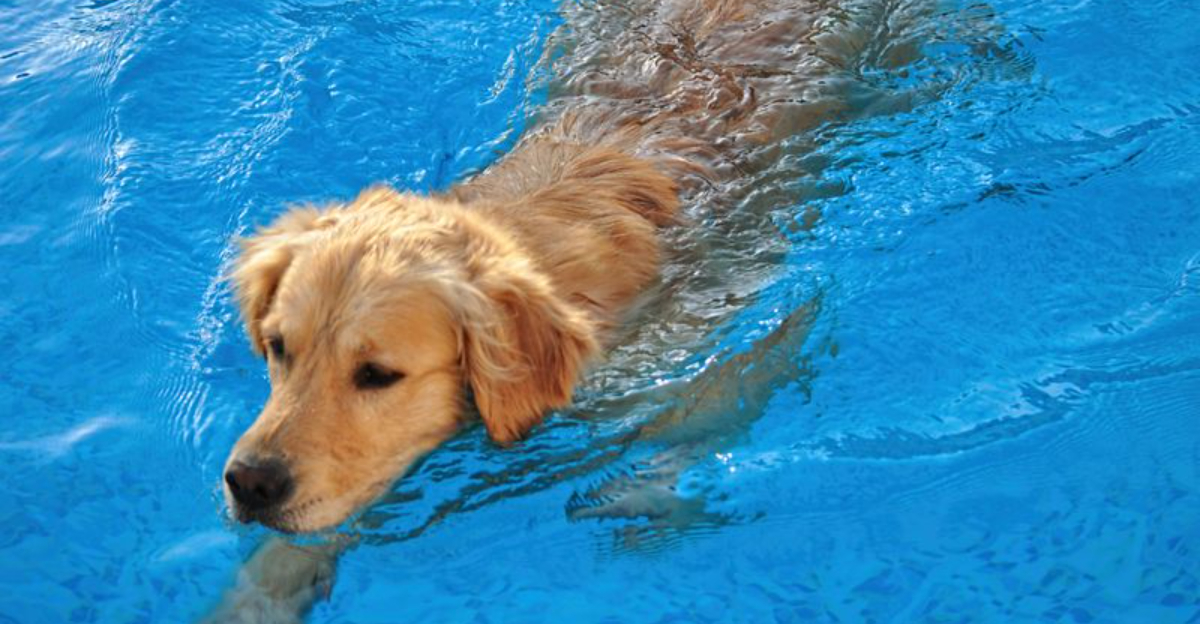 11 Dog Breeds That Are Natural Swimmers (and 11 That Are More ...