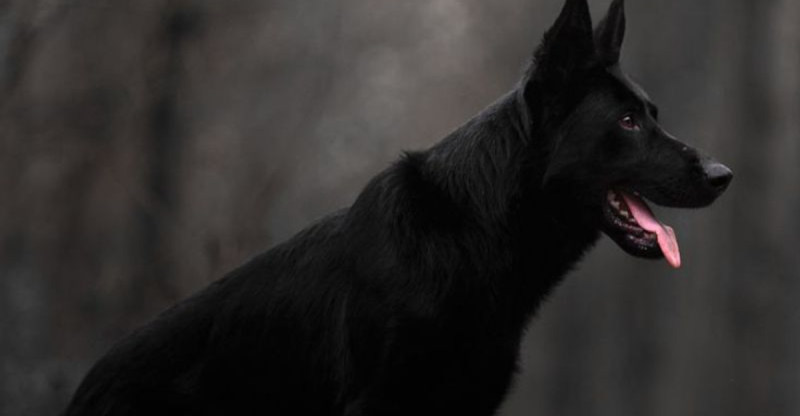 12 Things You Need To Know About The Miniature German Shepherd