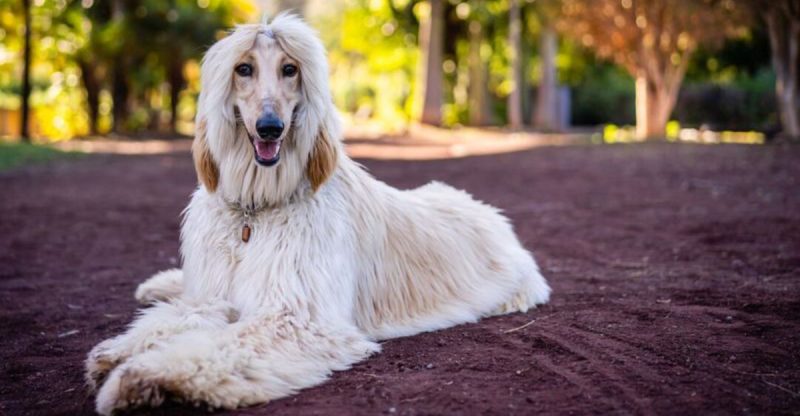 10 Most Popular British Dog Breeds And How They Came To Be