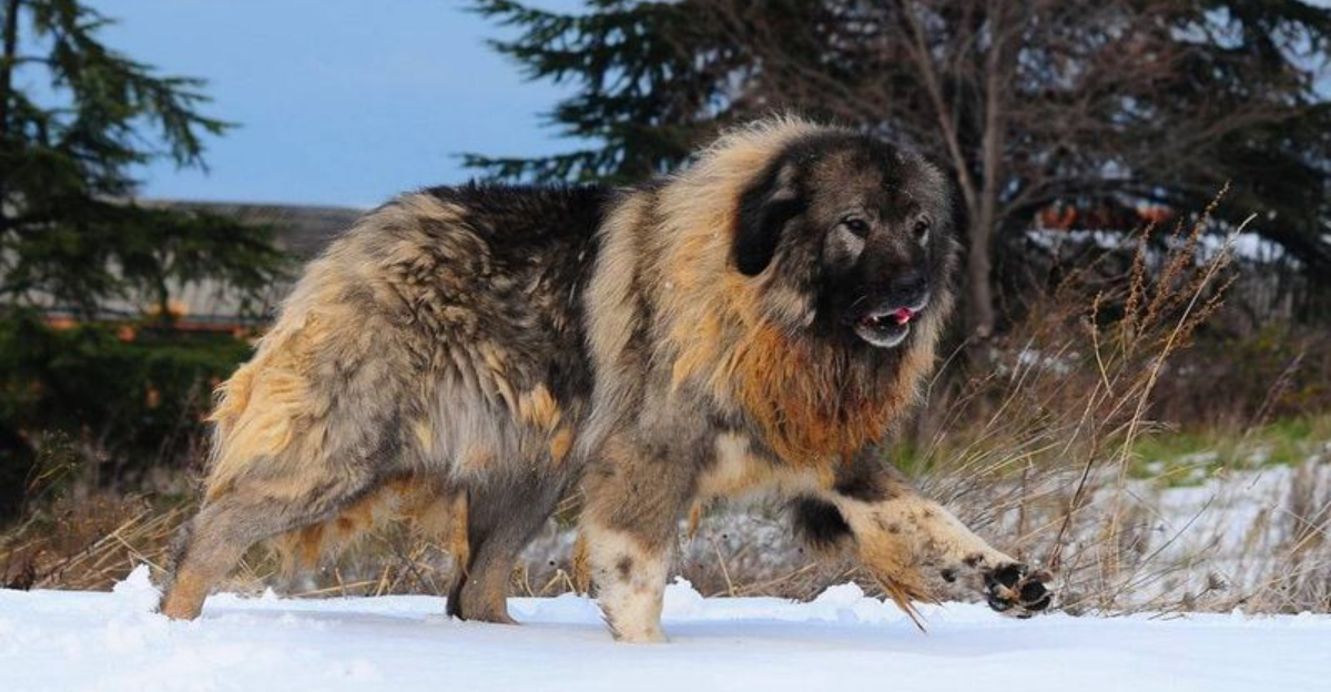 13 Impressive Dog Breeds That Can Take Down a Wolf, According to Data