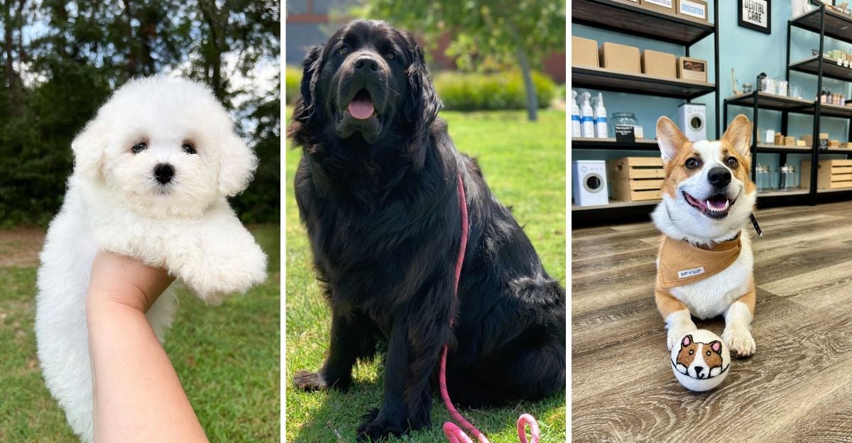 13 Gentle Dog Breeds Who Will Love Just About Anyone They Meet
