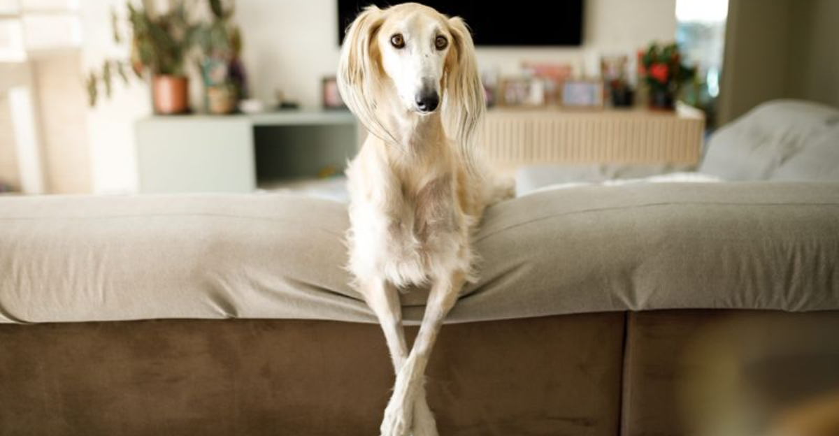 10 Things You Didn't Know About The Aspin Dog Breed