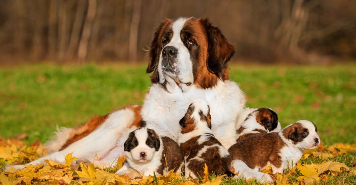 15 Big Dogs with Even Bigger Hearts