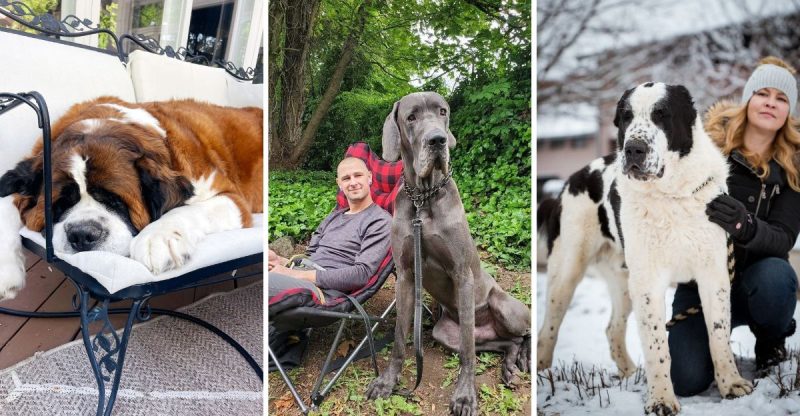 15 Big Dog Breeds That Make Excellent Guardians