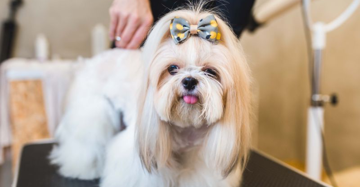 16 Silly Dog Breeds That Never Really Grow Up
