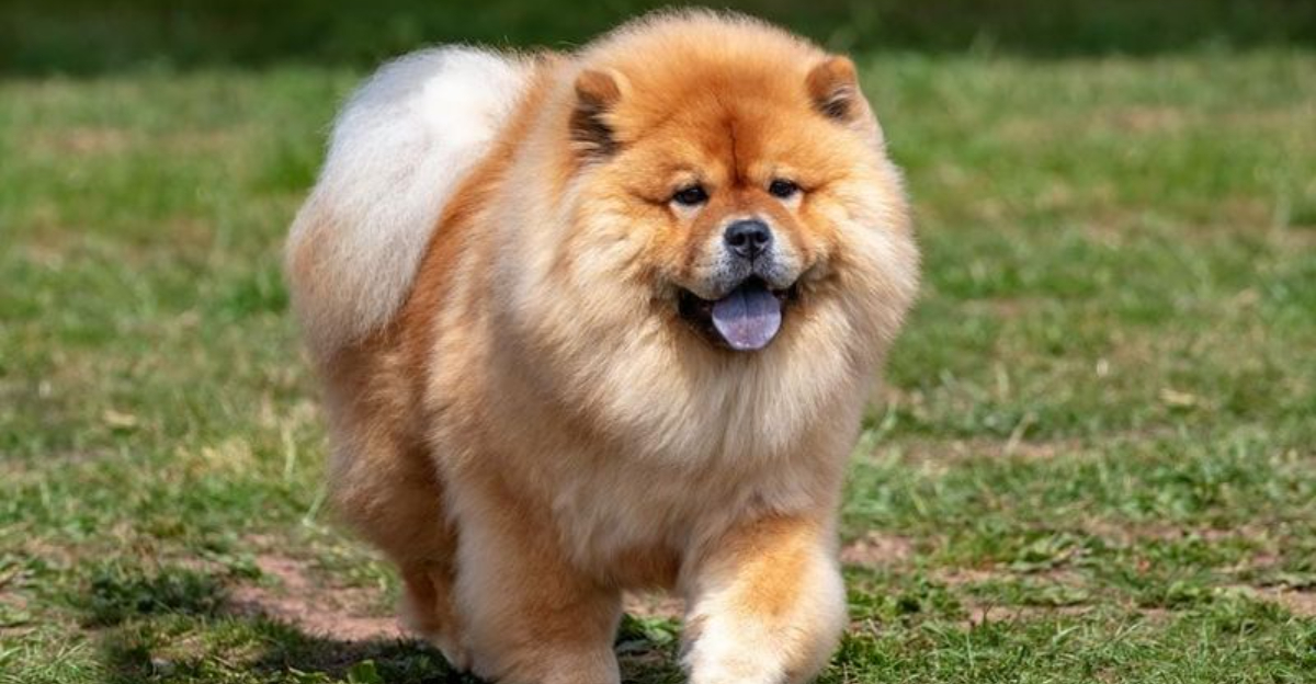 16 Dogs That Look Like Teddy Bears But Guard Like Navy SEALs