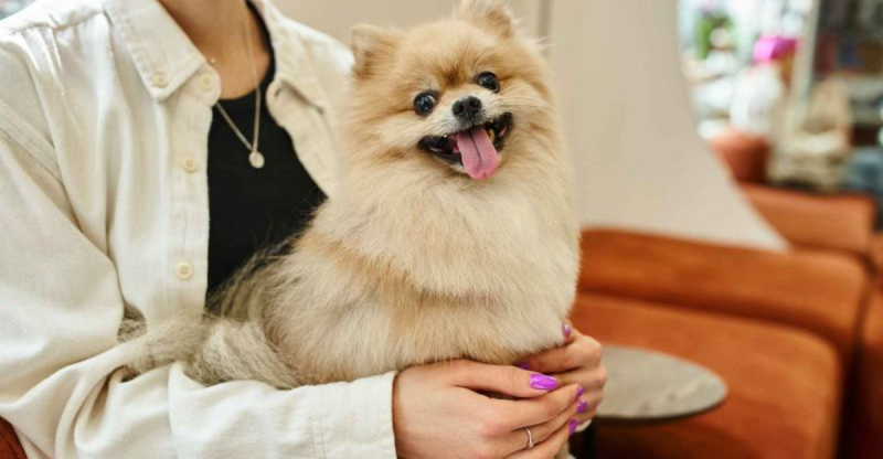 The 20 Most Expensive Dog Breeds: Luxury Canines for Elite Owners
