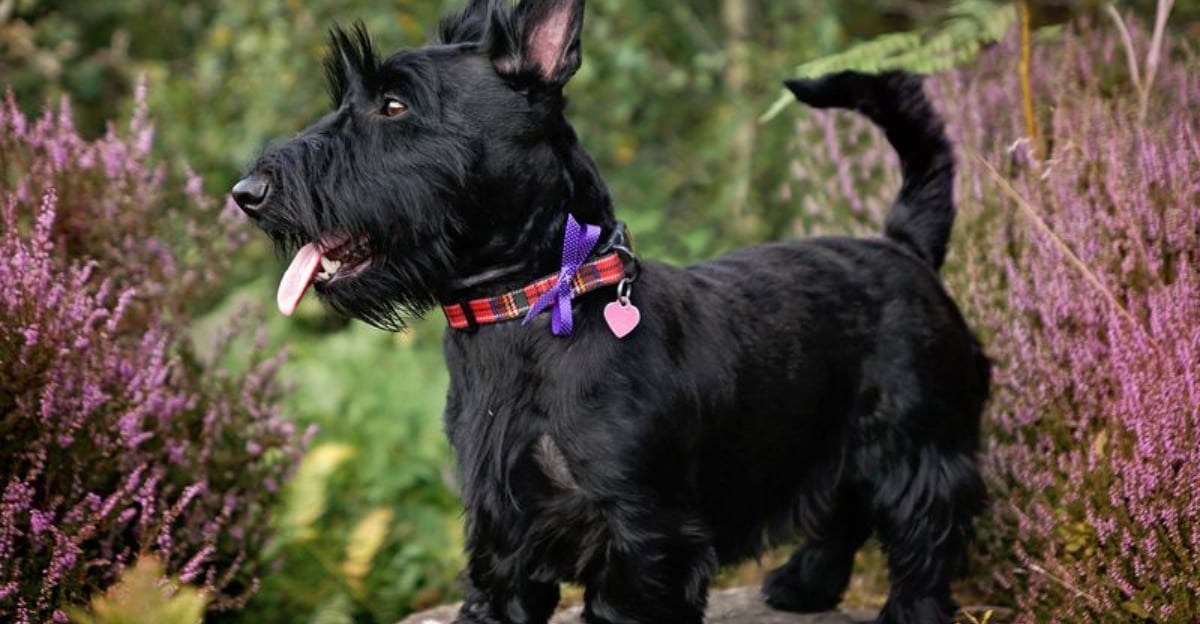 16 Small Terrier Breeds With Big Personalities You Will Love