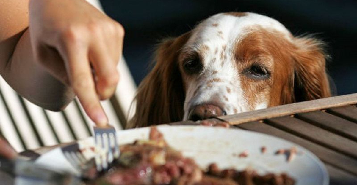 17 Bad Dog Behaviors And How You Can Correct Them