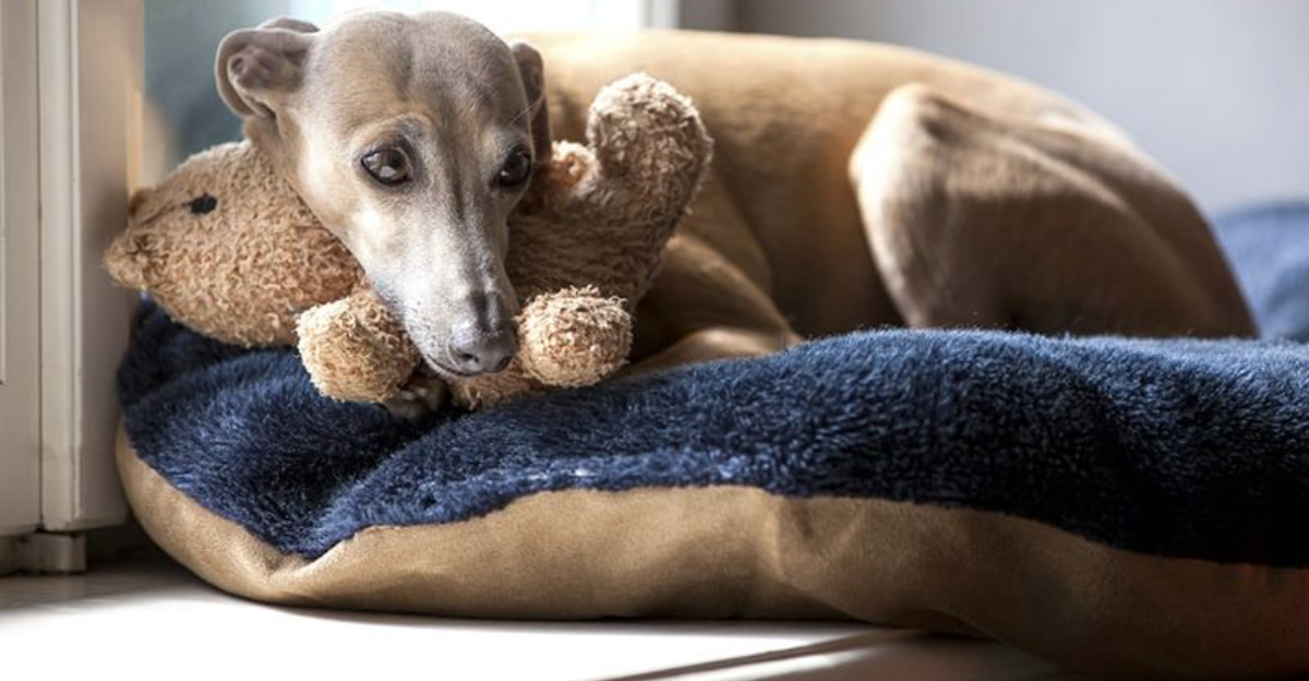 17 Dog Breeds That Are Perfect for Introverts