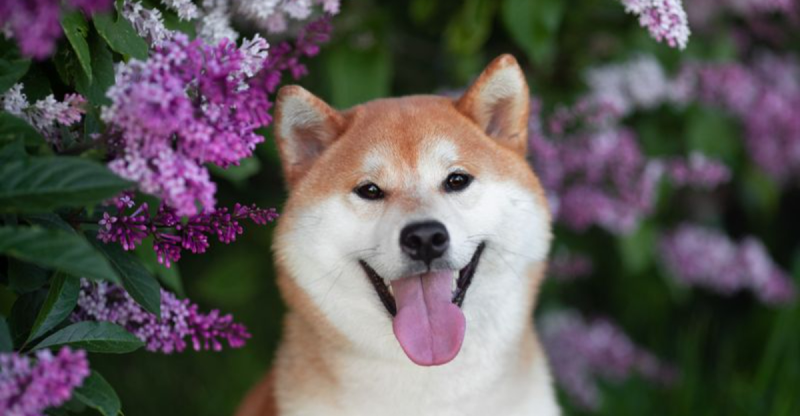 A Definitive Ranking of the 30 Cutest Dog Breeds