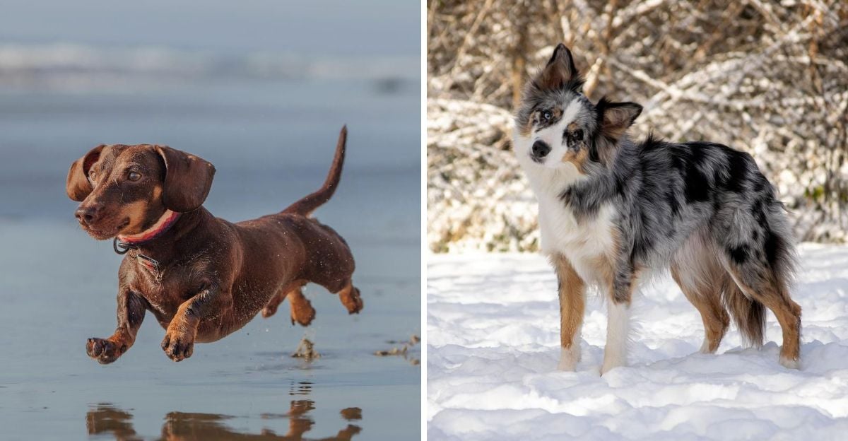 10 Dog Breeds Similar to the Dachshund