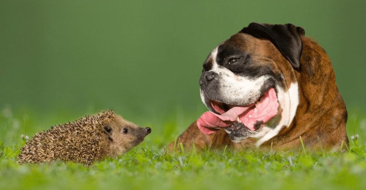 20 Animals That Dogs Can’t Stand