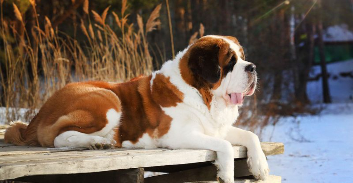 20 Laid-Back Dog Breeds That Never Lose Their Cool and Stay Calm in Any ...