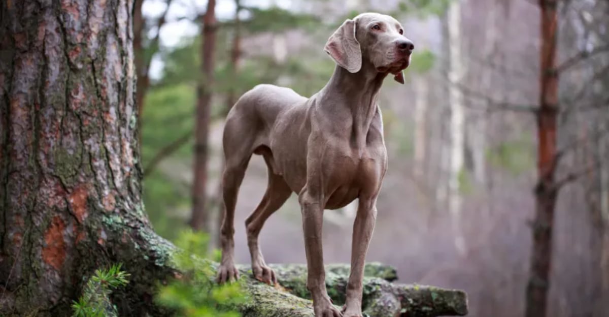 20 Dog Breeds With the Most Remarkable Sense of Smell in the Canine Kingdom