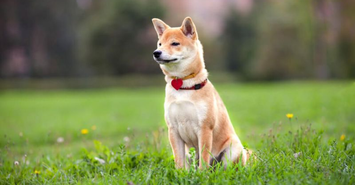 21 Dog Breeds That Simply Don’t Get Along With Other Dogs