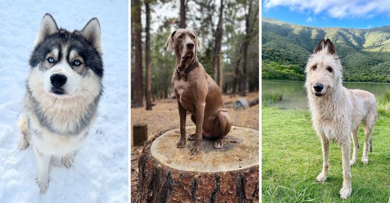 20 Small Dog Breeds That Don't Shed Much: Ideal for Allergy Sufferers ...