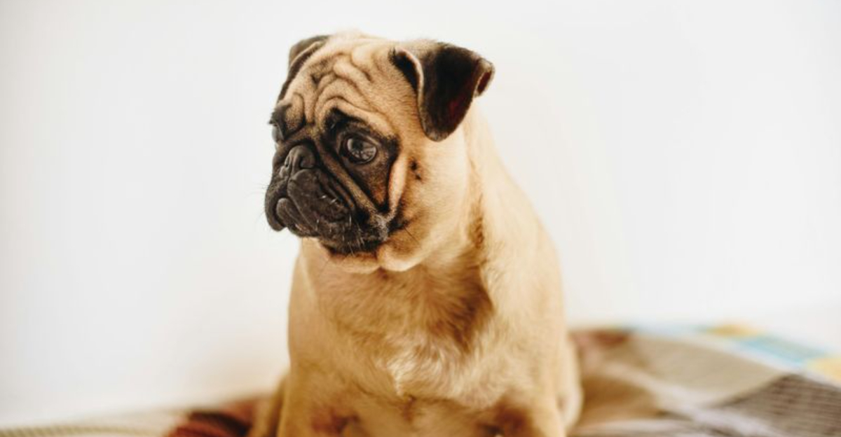 25 Brachycephalic Dog Breeds and Their Unique Traits