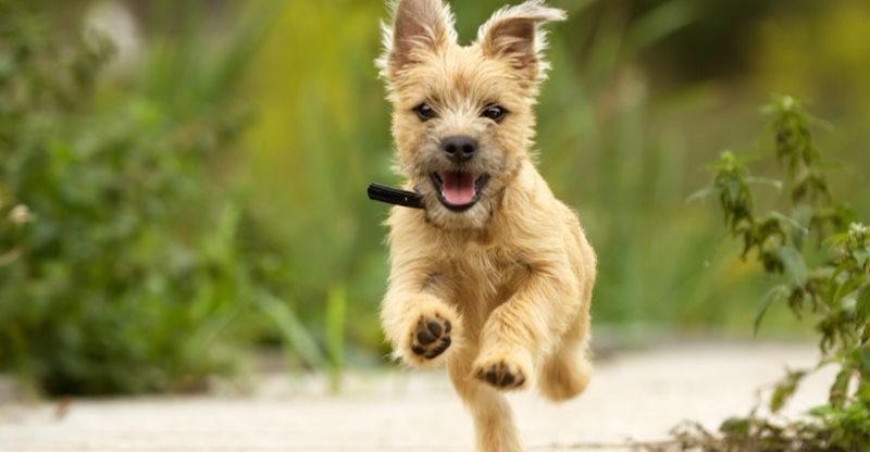 20 Banned Dog Breeds From Around The World