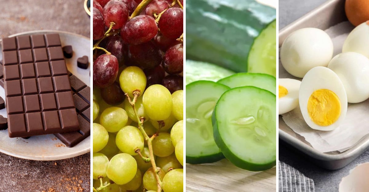 27 Foods You Should Never Feed Your Dog And 27 That Are Totally Safe