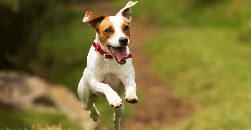 We Ranked 15 Cutest Dog Breeds That'll Melt Your Heart Instantly