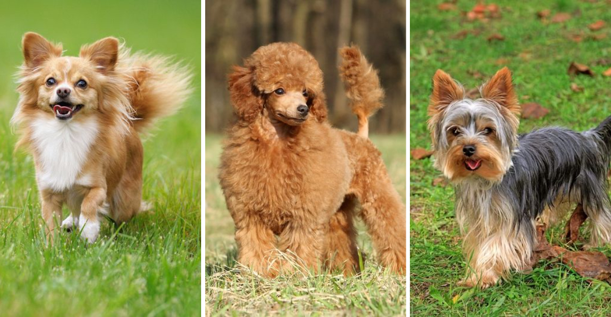 30 Dog Breeds That Live the Longest (and Steal Your Heart the Whole Time)