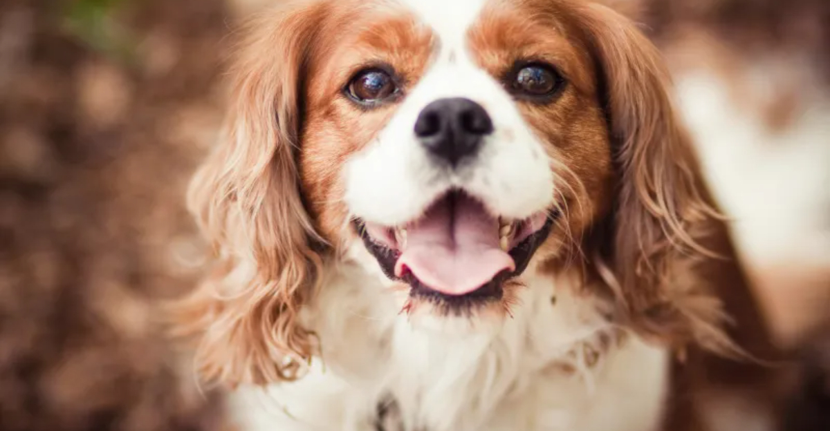 30 Dog Breeds That Take Everything to Heart (And Why We Love Them for It)