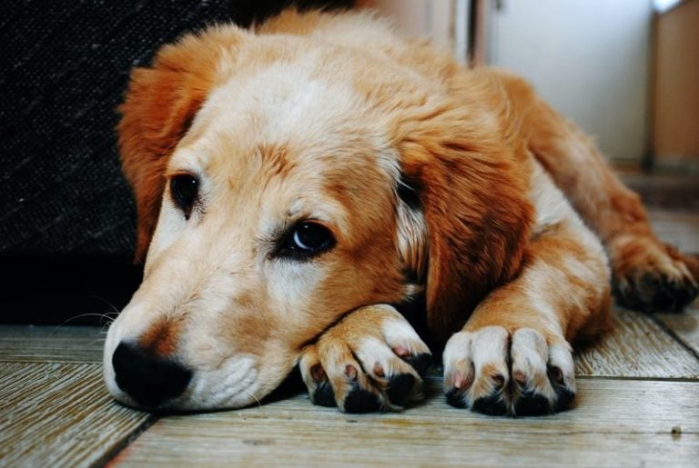 8 Signs Your Dog Is Saying Farewell—and 8 Signs They're Still Holding On