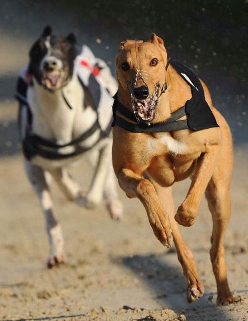 The 17 Fastest Dogs in the World Ranked by Speed
