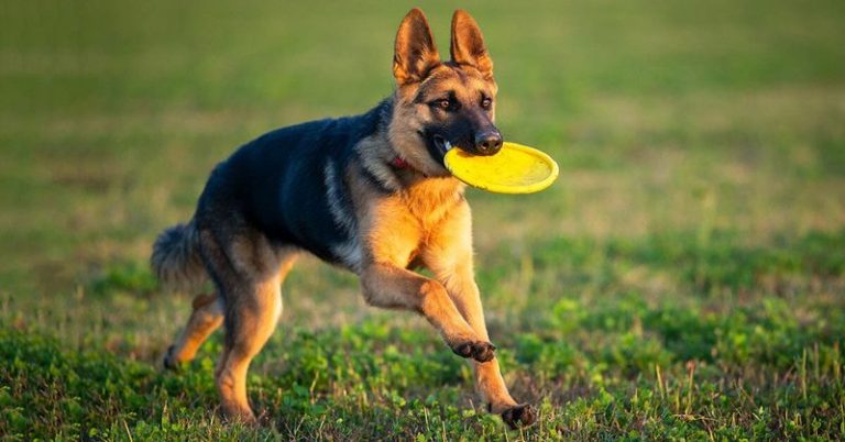 German Shepherd 101: 18 Must-Know Facts for New Owners