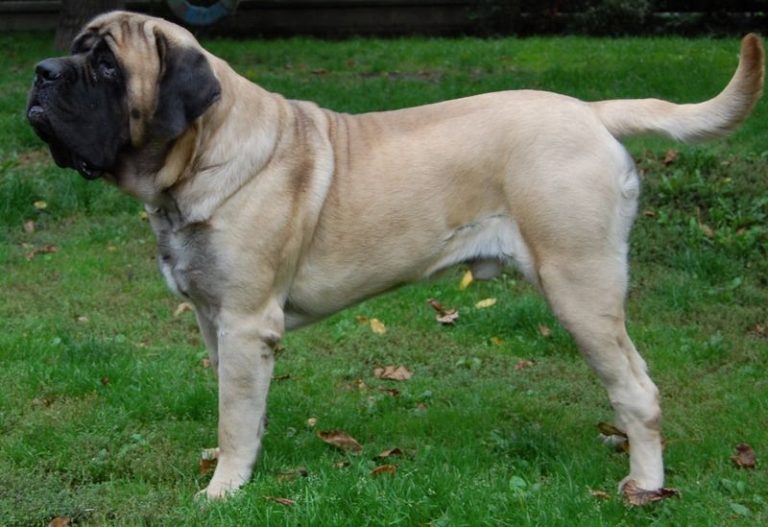 12 of the Largest Mastiff Dog Breeds Known for Their Size and Strength