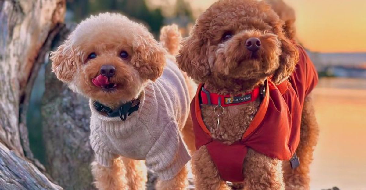 10 Things You Didn't Know About The Aspin Dog Breed