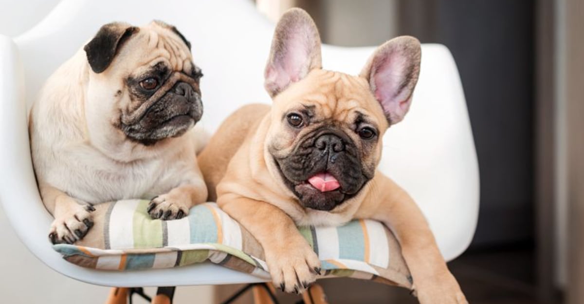 8 Must-Know Facts Before Adding Another Dog to Your Pack