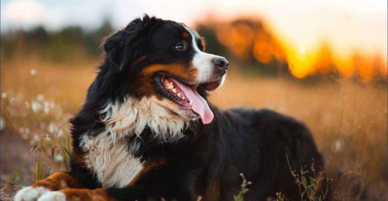 We Ranked 15 Cutest Dog Breeds That'll Melt Your Heart Instantly