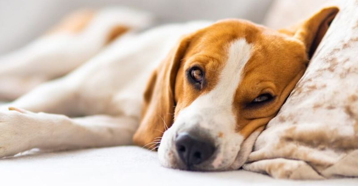 9 Things Vets Say You Should Never Ignore in Your Dog