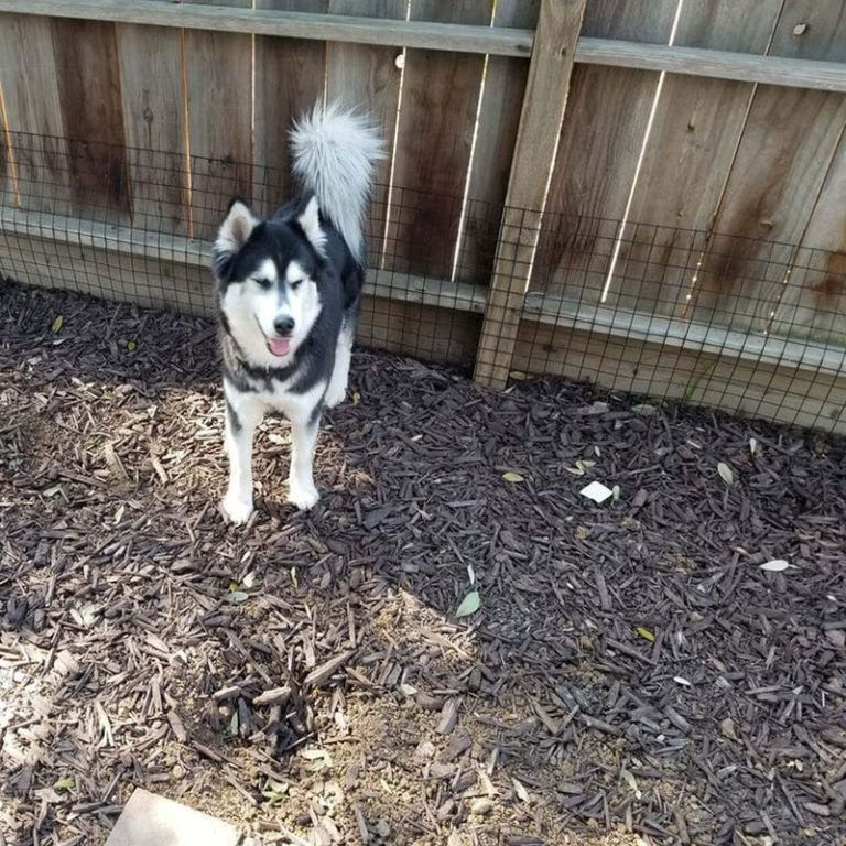 11 Foolproof Ways to Stop Your Mischievous Dog From Escaping the Yard
