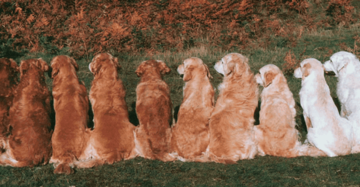 The 3 Golden Retriever Types: Which One Is Right for You?