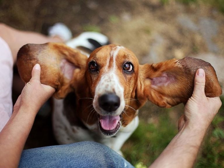 A Definitive Ranking of the 30 Cutest Dog Breeds