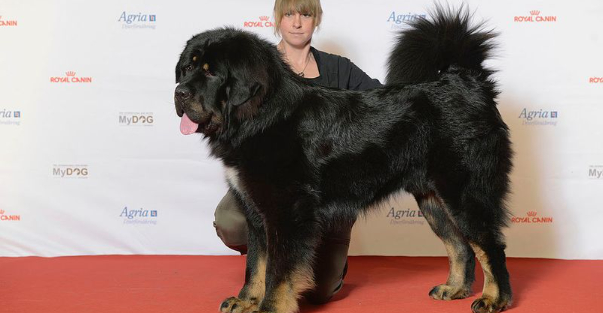 Ever Seen a 250-Pound Dog? Meet the World’s 17 Heaviest Breeds