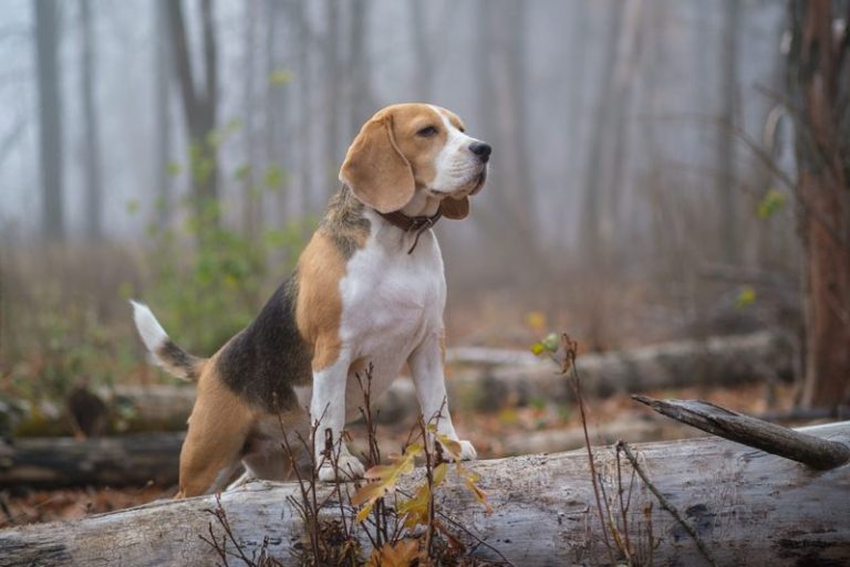 Top 20 Hunting Dog Names